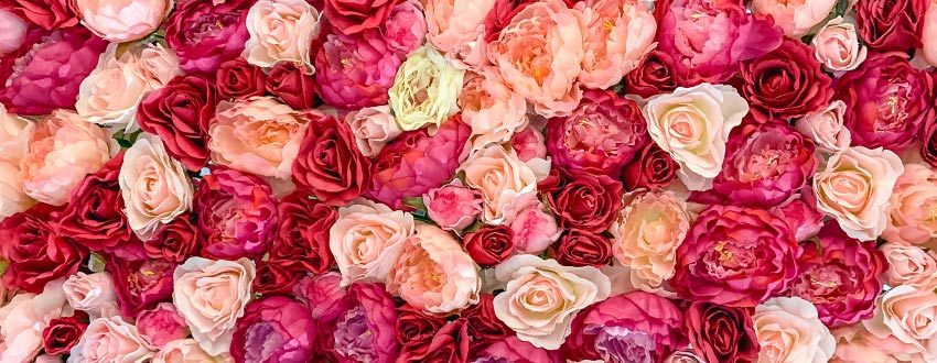 Rosier nain | Truffaut