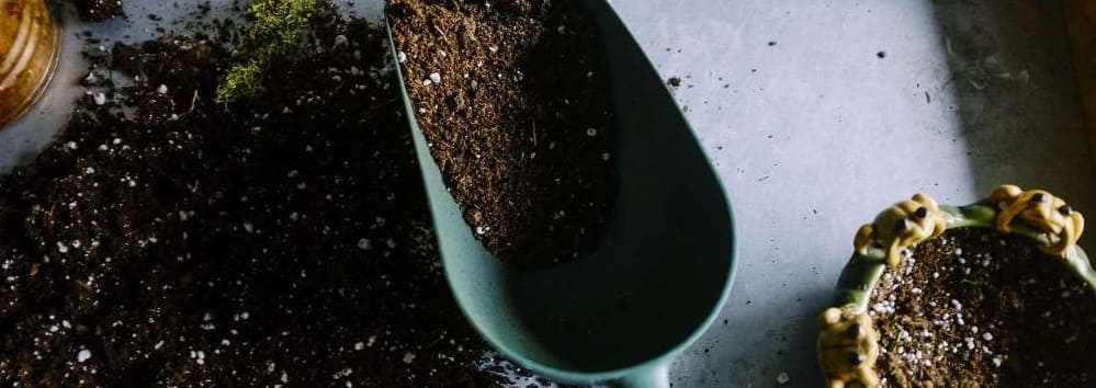 Choisir un terreau pour plante verte : conseils | Truffaut