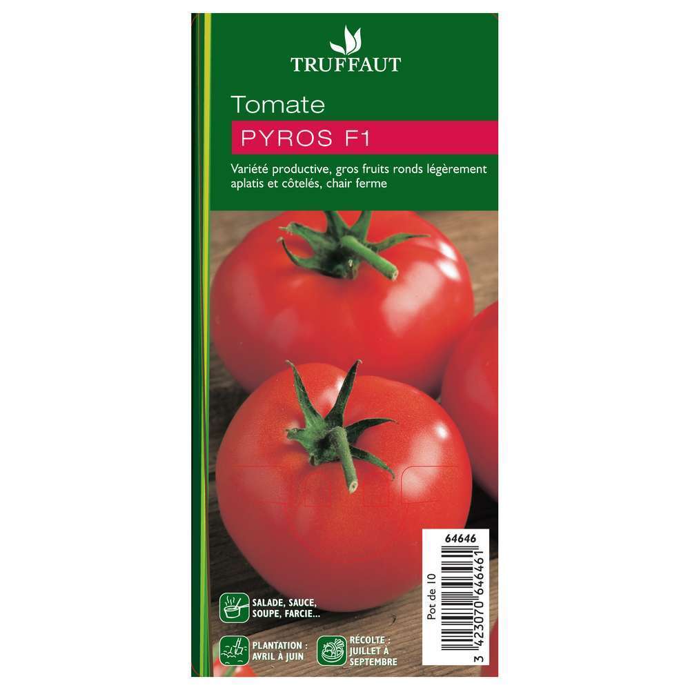 Plant de tomate 'Pyros' F1 : pot de 0,5 litre Truffaut | Truffaut