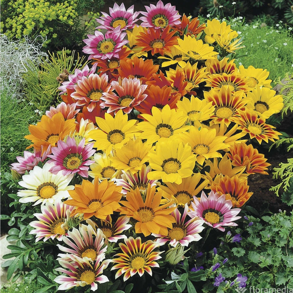 Gazania : pot Ø 10,5 cm | Truffaut