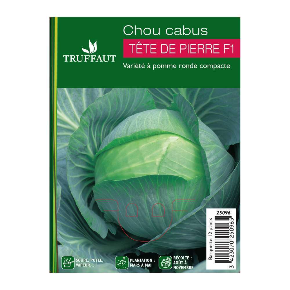 Plants de choux cabus 'Tête de Pierre' F1 : barquette de 12 plants ...