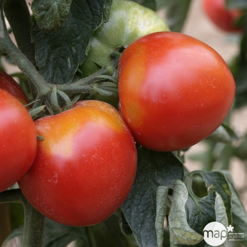 Plants de tomates 'Pyros' F1 : barquette de 6 plants Truffaut | Truffaut