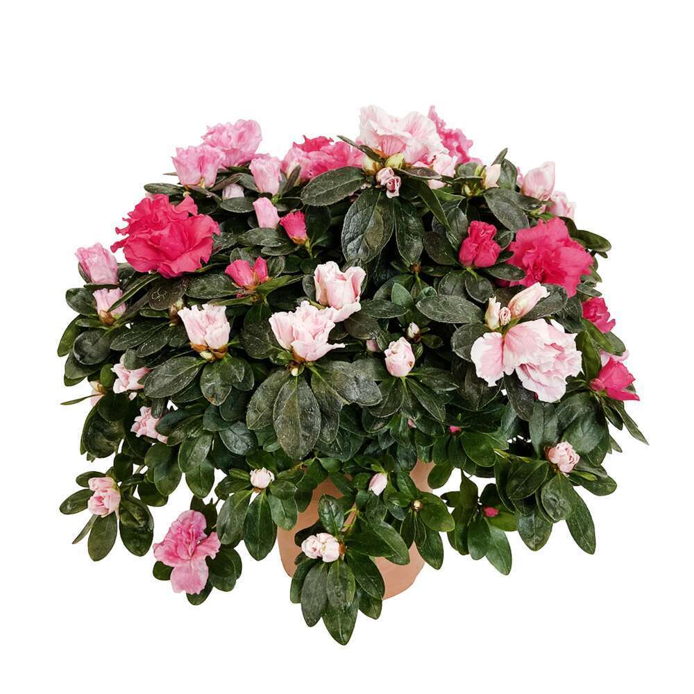 Azalée d'intérieur : Ø35cm, pot - Coloris variables | Truffaut