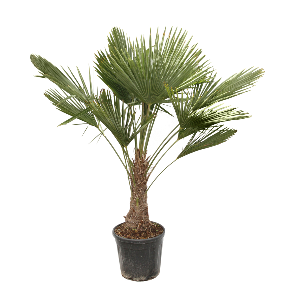 Palmier de Chine - Trachycarpus fortunei : H150/180cm, D40cm | Truffaut