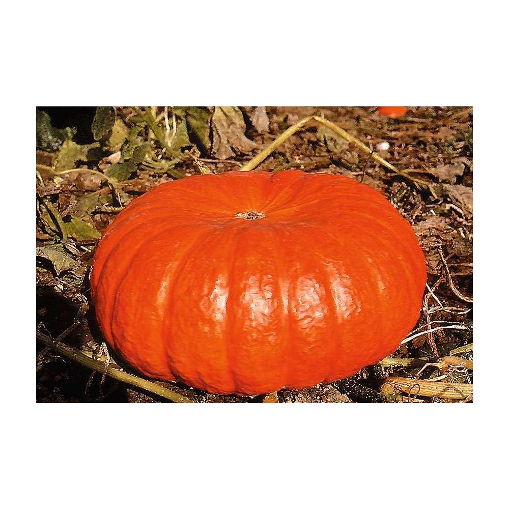 Plant de potiron rouge 'Hâtif d'Etampes' : pot de 0,5 litre Truffaut ...