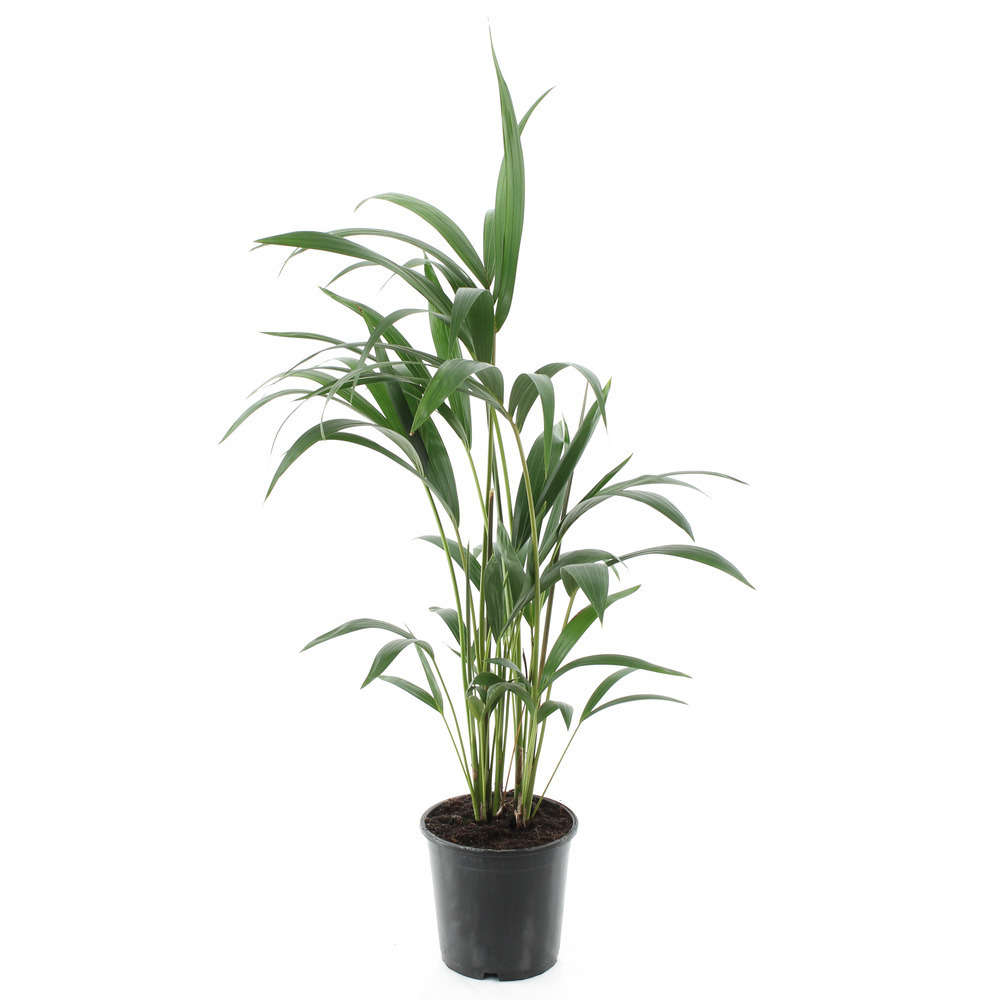 Kentia : H.90/100cm, D17cm | Truffaut