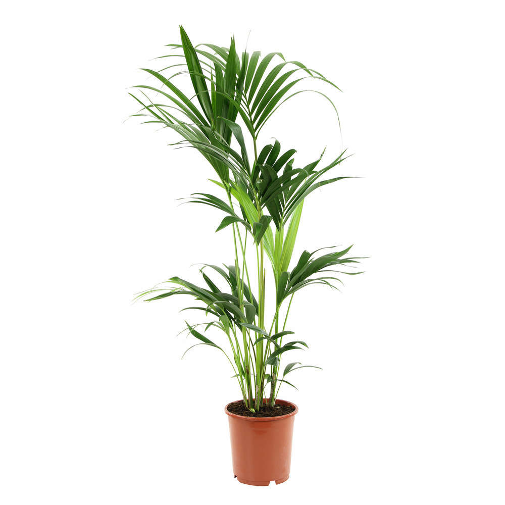 Kentia : H.100/120 cm D24cm | Truffaut