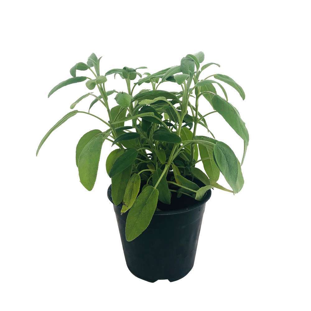 Plant de sauge officinale : pot de 1 litre | Truffaut