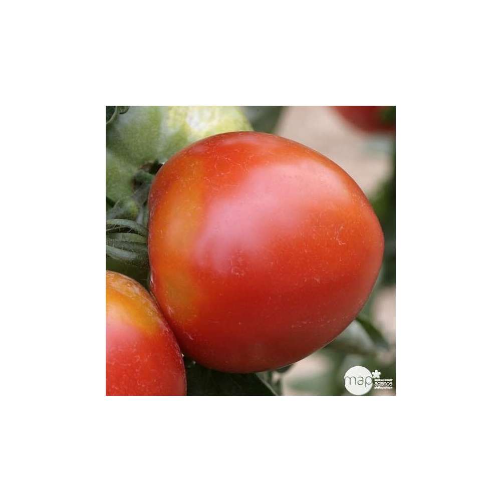 Plant de tomate 'Pyros' F1 : pot de 0,5 litre Truffaut | Truffaut