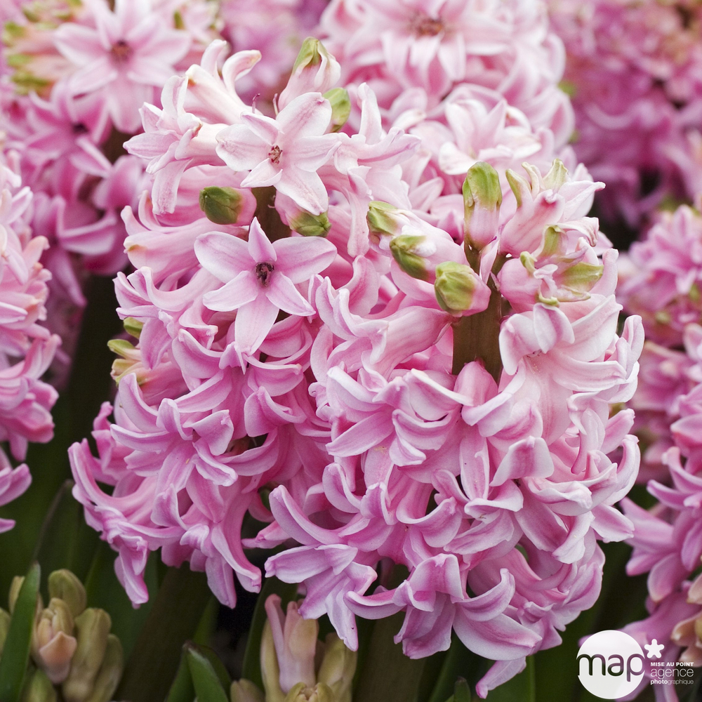 Jacinthe rose : godet de 8 cm | Truffaut