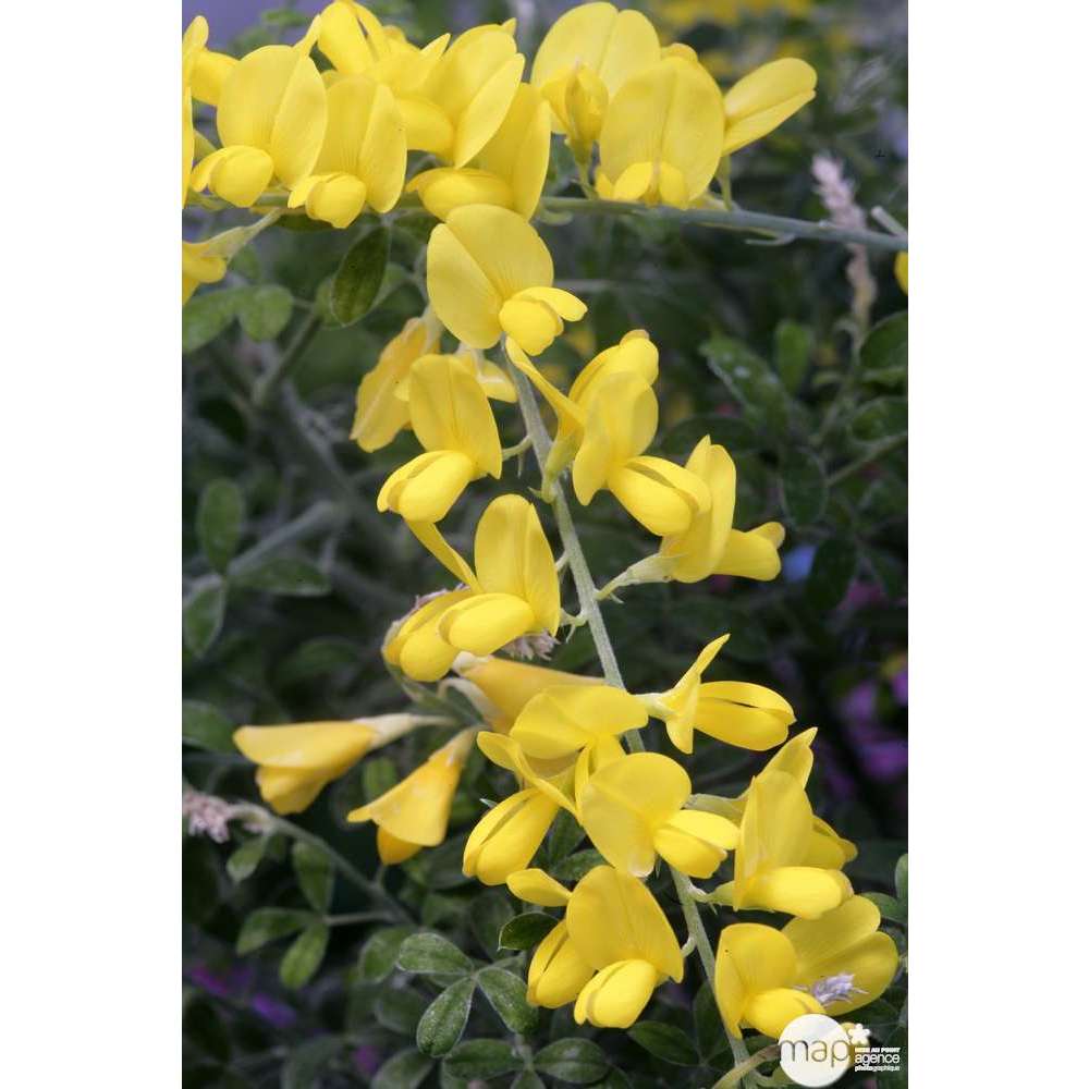 Genista X Porlock : H30/40cm Pot 3L | Truffaut