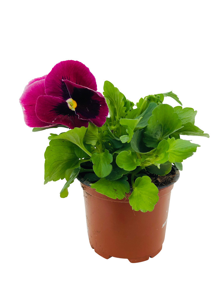 Pensée : pot Ø 10,5 cm - Coloris variables | Truffaut