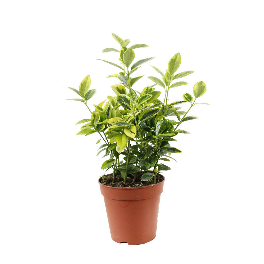 Euonymus japonicus : pot d.14cm - Variétés variables | Truffaut