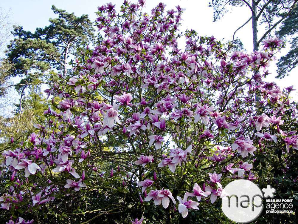 Magnolia soulangeana Rustica : pot de 50 L | Truffaut