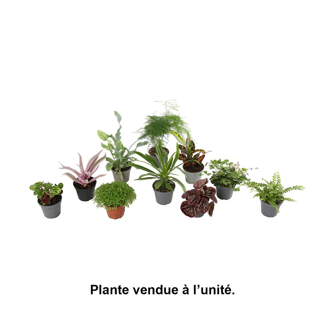 Truffaut Plante Verte