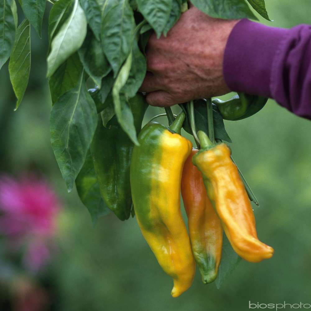 Plant de piment 'Corno Di Toro Giallo' : pot de 0,5 litre | Truffaut