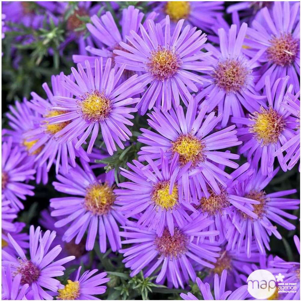 Aster nain Alice Haslam : godet vert Truffaut | Truffaut