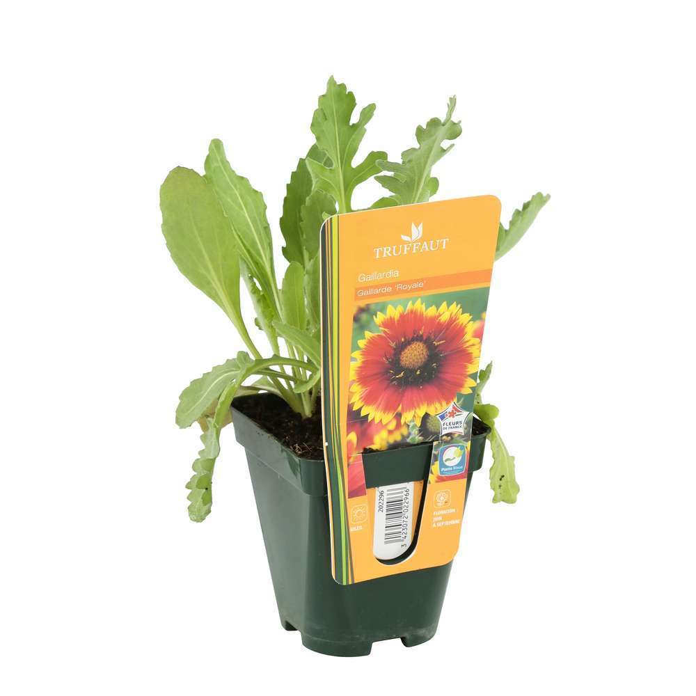 Gaillarde Royale : godet vert Truffaut | Truffaut