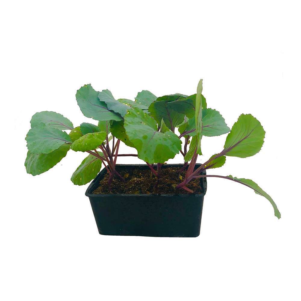 Plants de choux cabus rouge 'Rookie' F1 : barquette de 6 plants | Truffaut