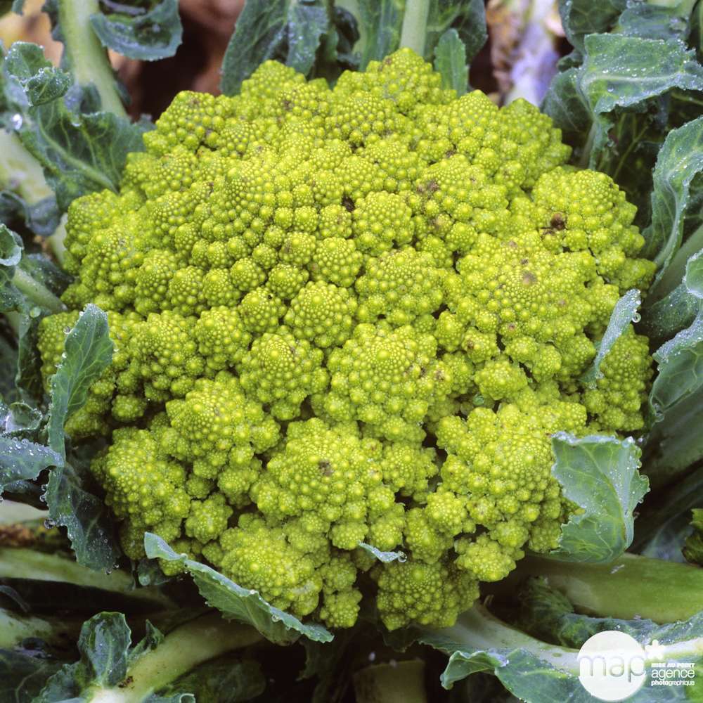 Plants de choux Romanesco 'Navona' F1 : barquette de 6 plants | Truffaut