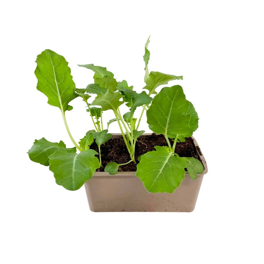 Plants de choux Brocoli 'Marathon' F1 : barquette de 6 plants | Truffaut