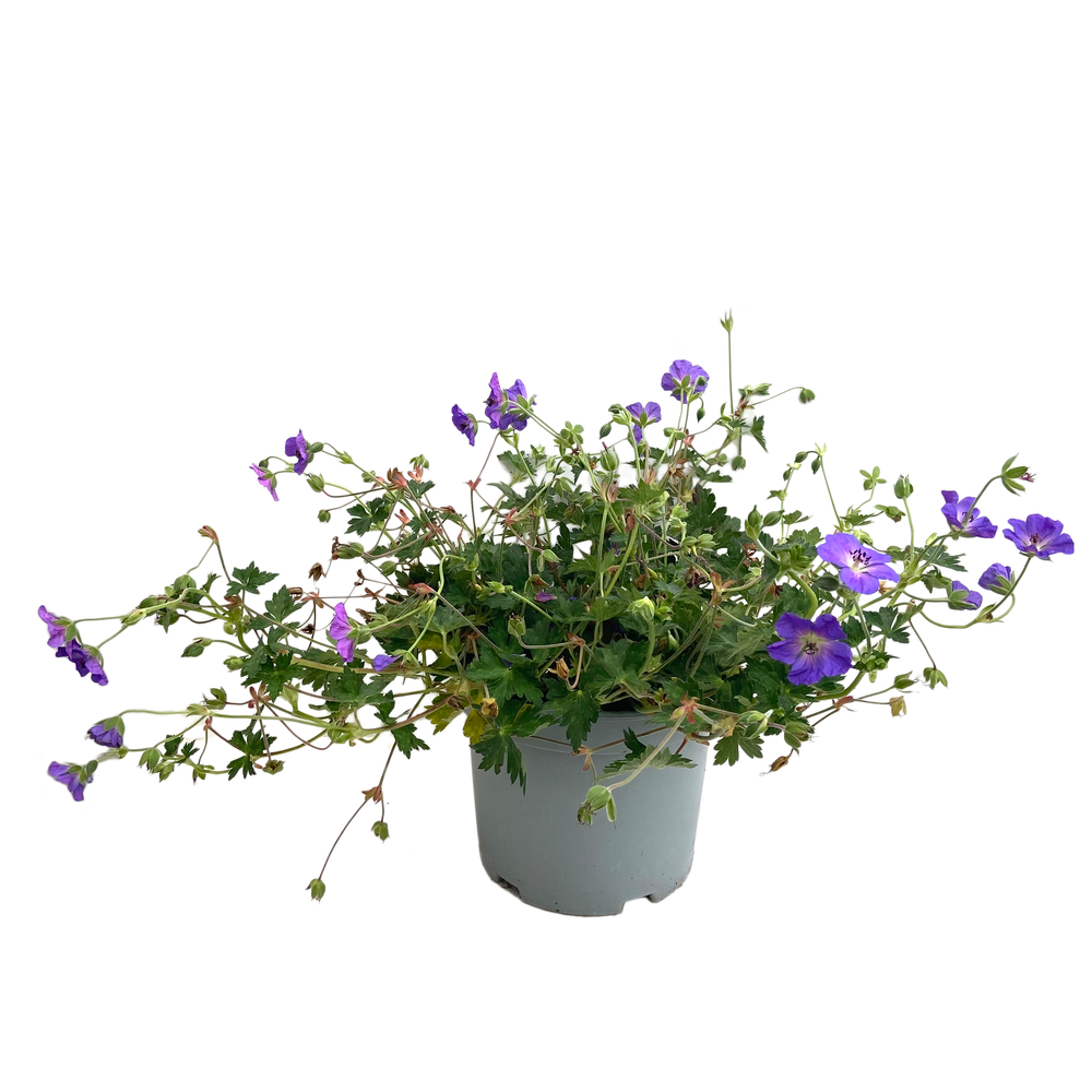 Vivace fleurie Pot 3L | Truffaut