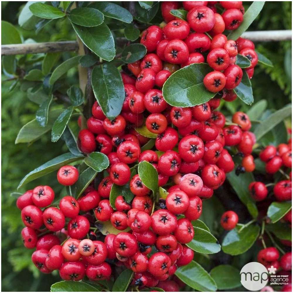 Pyracantha coccinea Saphyr Rouge ® 'Cadrou' c.o.v. : H80/100cm ctr 4L ...