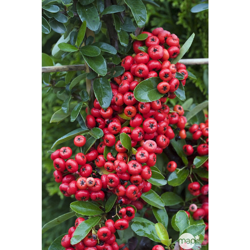 Pyracantha coccinea Saphyr Rouge ® 'Cadrou' c.o.v. : H80/100cm ctr 4L ...