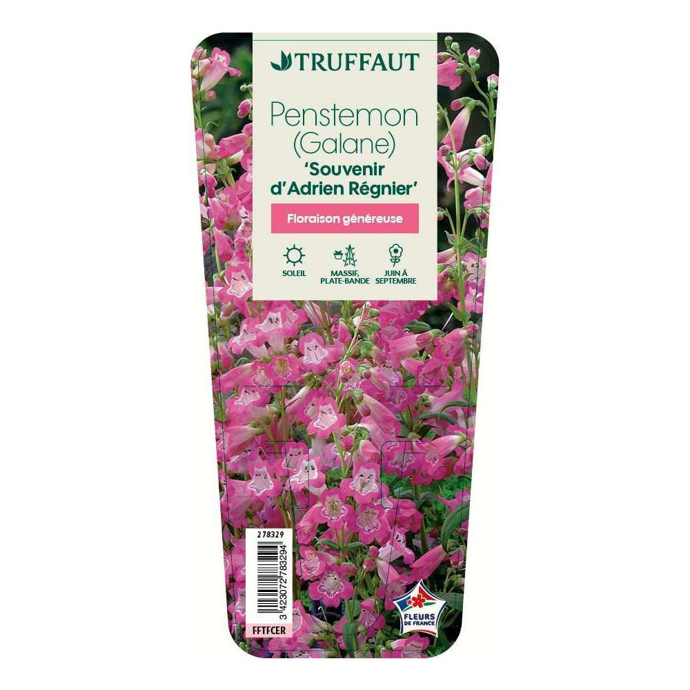 Galane Souvenir d'Adrien Régnier : godet vert Truffaut | Truffaut