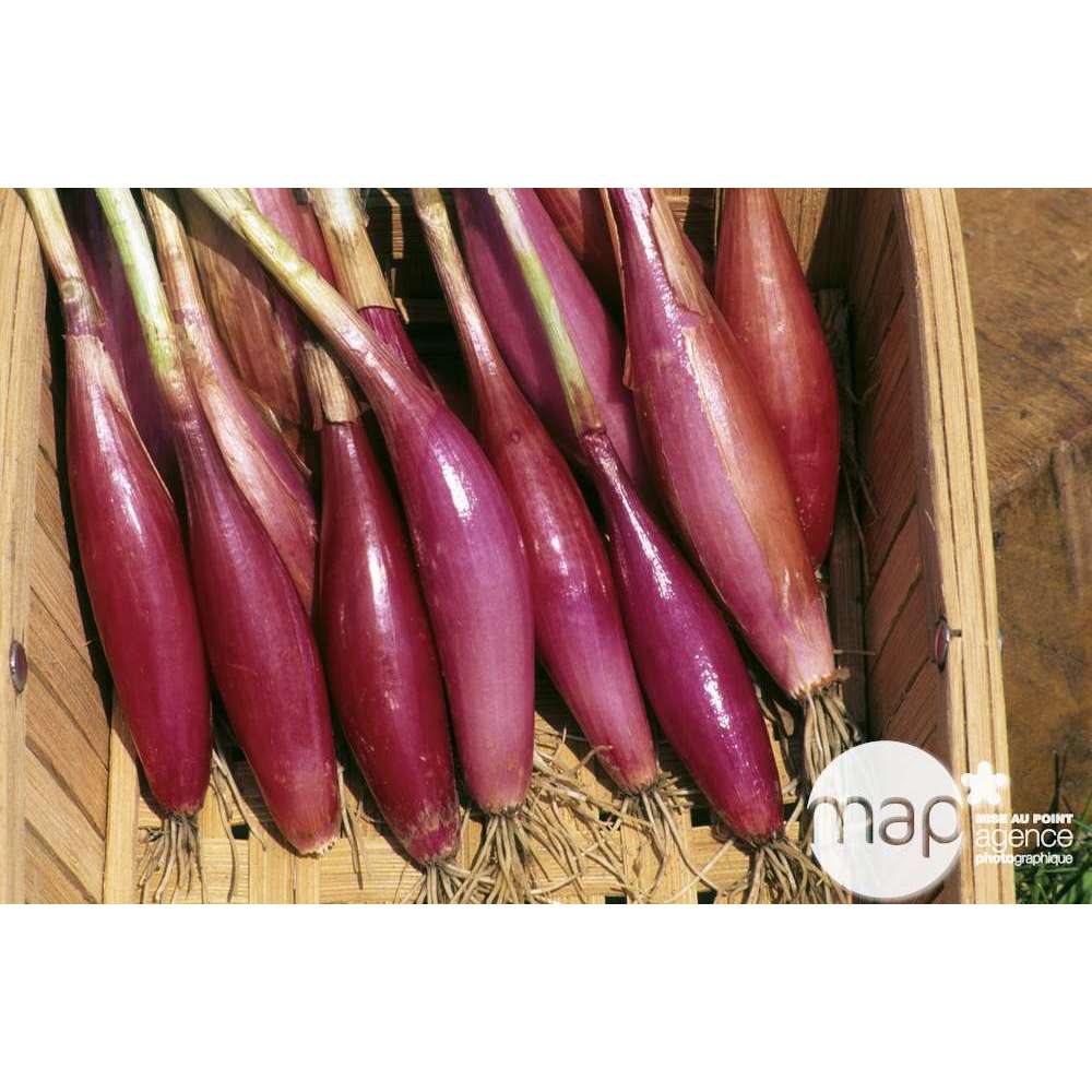 Plants d'oignons rouges 'Long de Florence' : barquette de 50 plants ...
