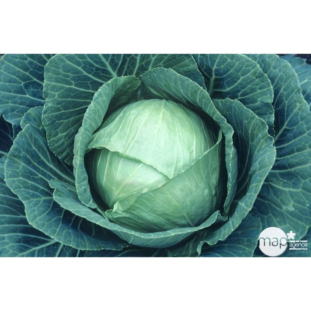 Plants de choux cabus 'Castello' F1 : barquette de 6 plants | Truffaut