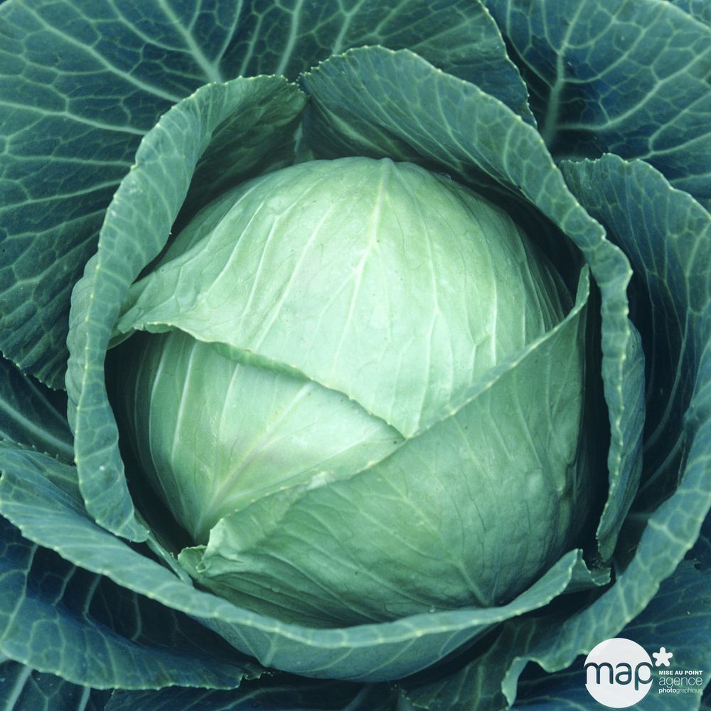 Plants de choux cabus 'Castello' F1 : barquette de 6 plants | Truffaut