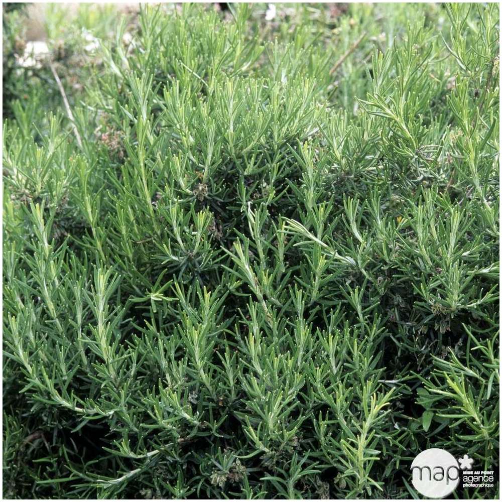 Rosmarinus officinalis var.Repens : H 40/50 cm ctr 12 litres | Truffaut