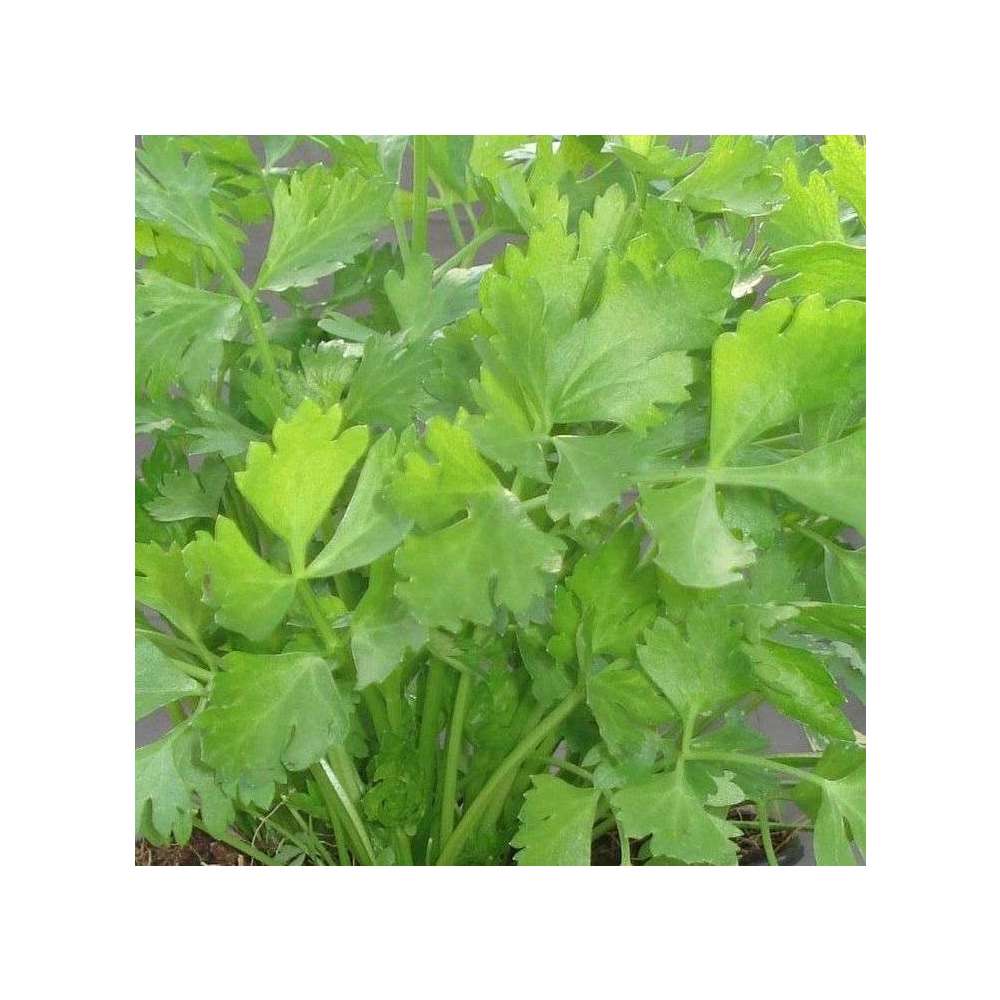 Plant de céleri vivace bio : en godet Truffaut Jardin Durable Ab | Truffaut