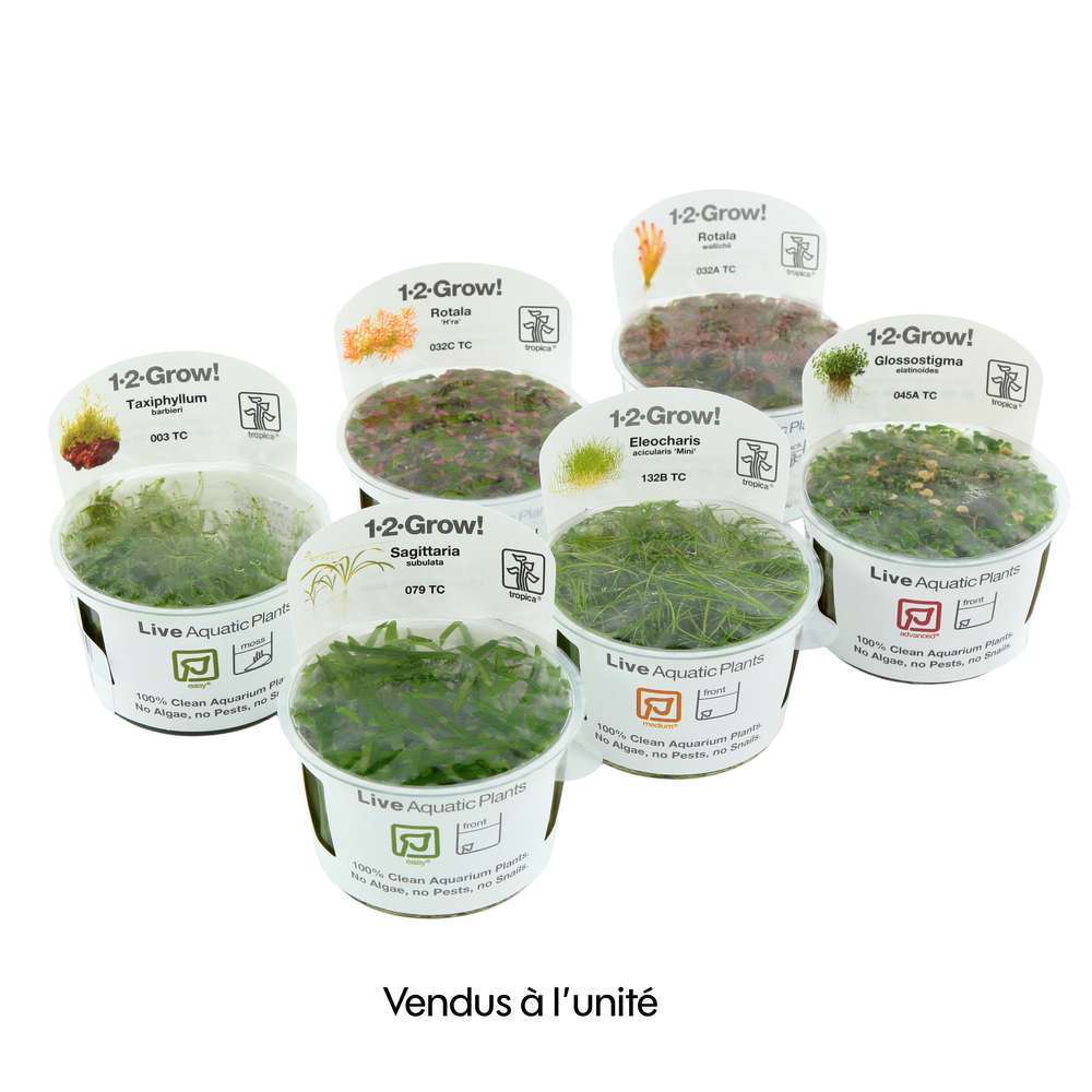 Plante aquatique in vitro pour aquarium | Truffaut