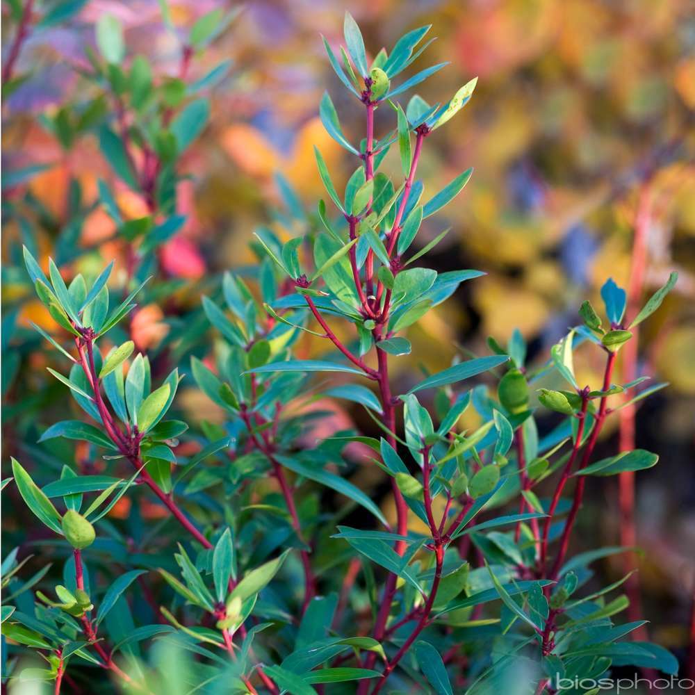 Drimys aromatica : Hauteur 50/60 cm conteneur de 7,5 litres | Truffaut