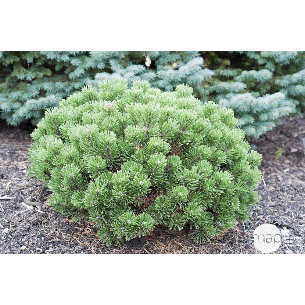Pinus mugo ' Sherwood Compact ': Hauteur 20/25 cm conteneur 3,7 litres ...