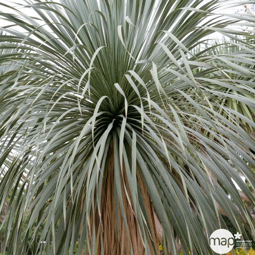 Yucca rostrata : pot 45L | Truffaut