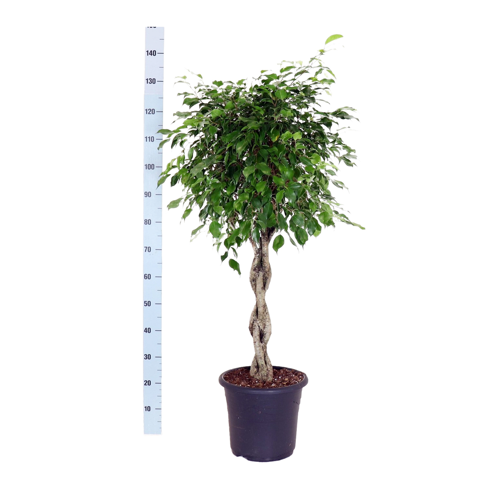 Ficus B. Exotica tressé: H110/110cm, D33cm | Truffaut