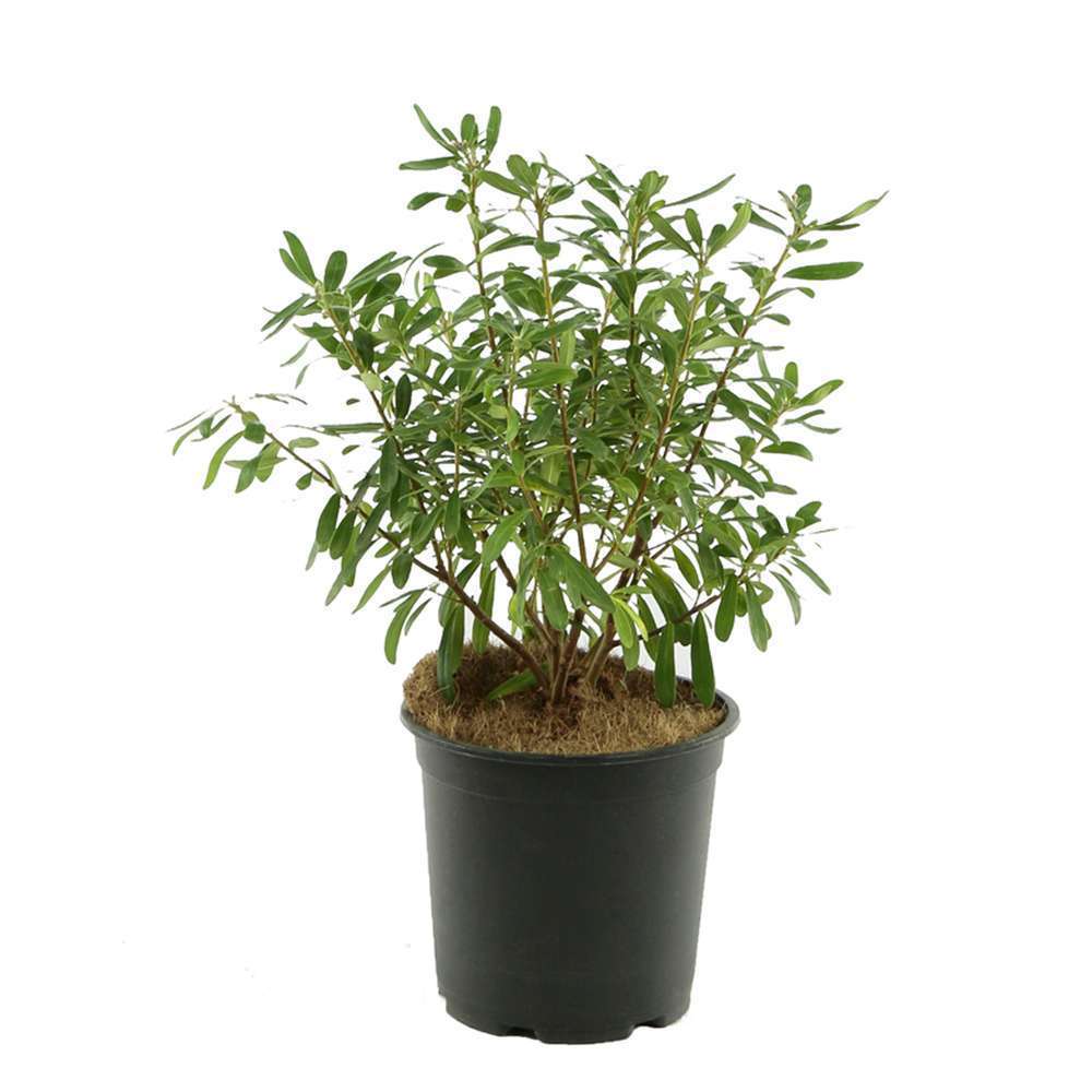 Daphné 'Eternal Fragrance®' pot 4.5L | Truffaut