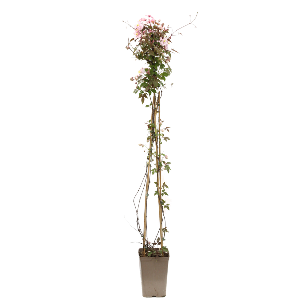 Clematis Classic pot 3L Tipi | Truffaut