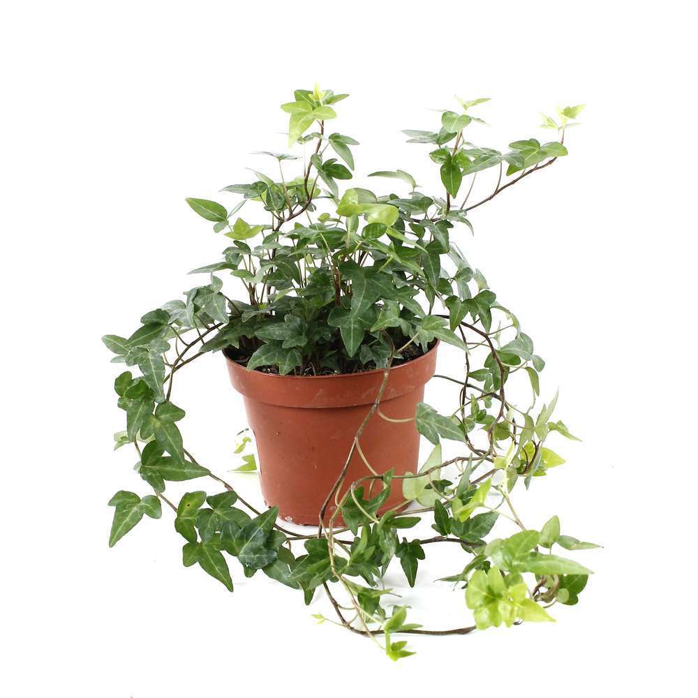 Lierre : pot D.13cm | Truffaut