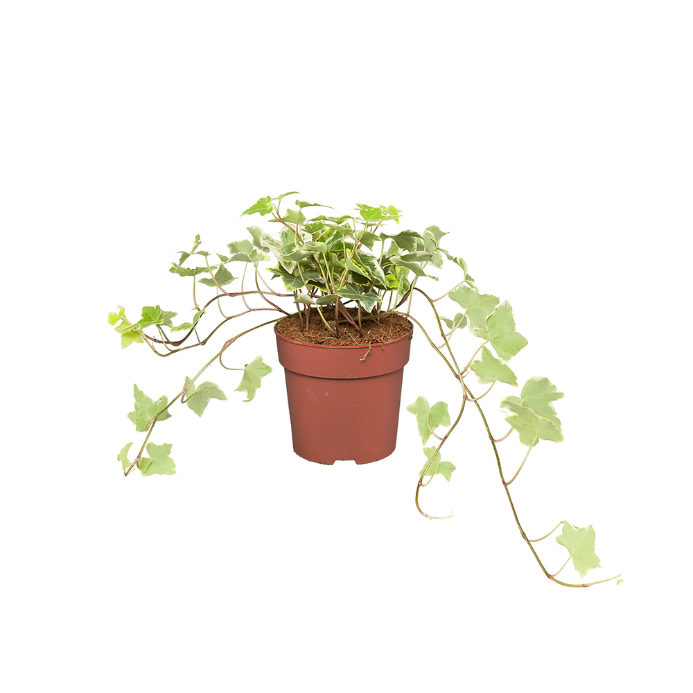 Lierre : pot D.13cm | Truffaut