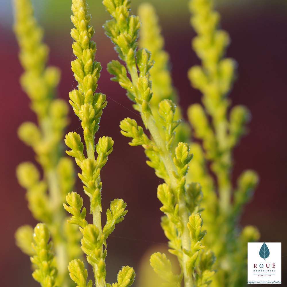 Calluna vulgaris 'Zeta':conteneur 1 litre | Truffaut