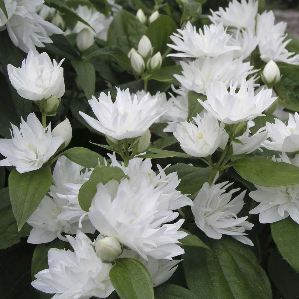 Philadelphus x 'Snowflake' : ctr 15L | Truffaut