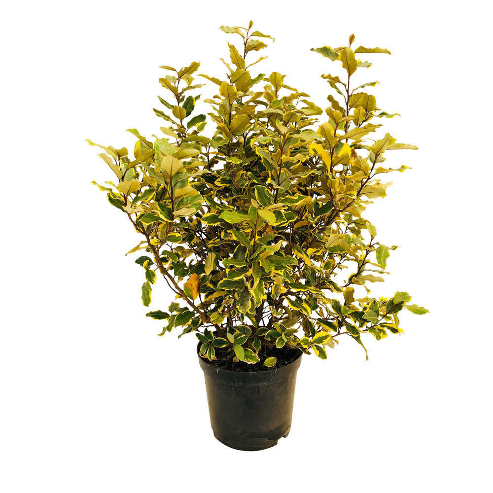 Elaeagnus x ebbingei 'Viveleg' : conteneur 10 litres | Truffaut