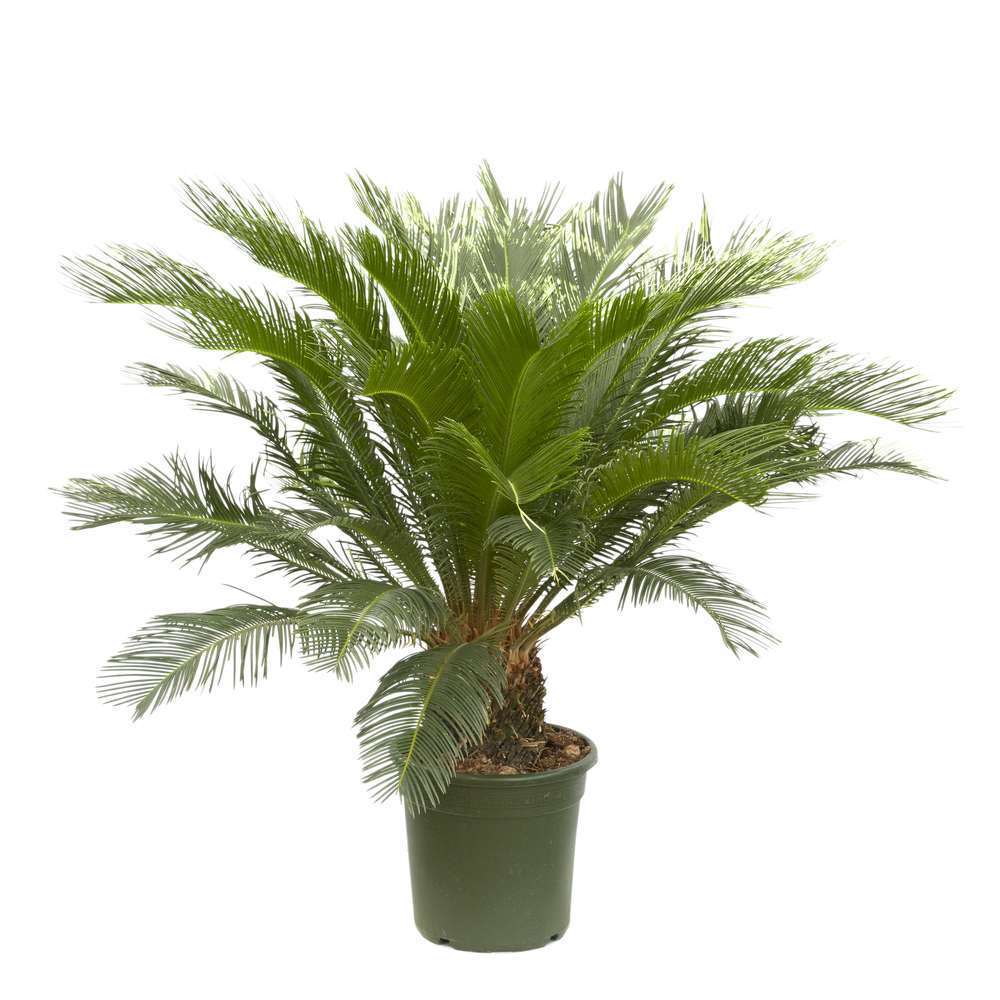 Cycas revoluta Pot D26cm | Truffaut