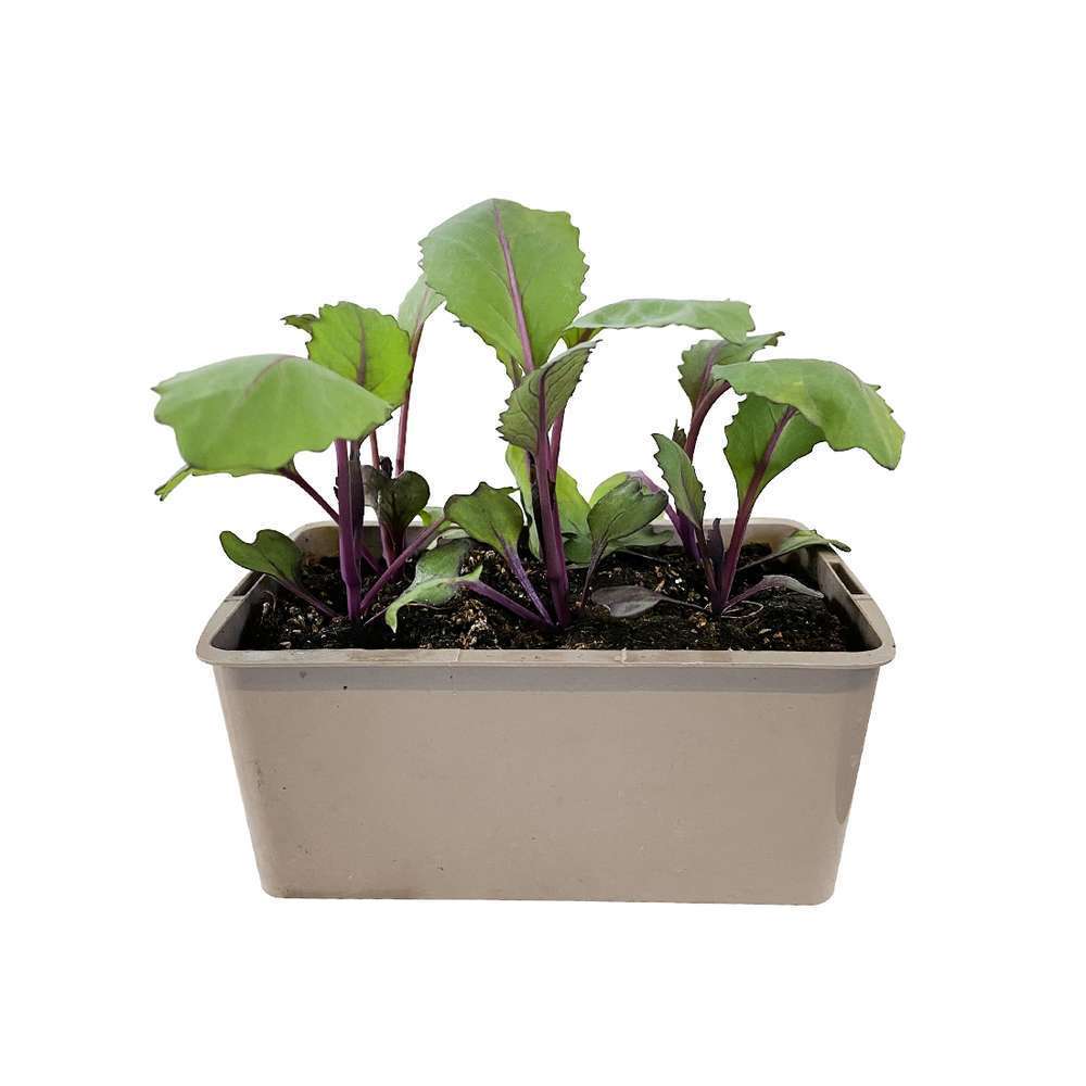 Plants de Chou rouge 'Fuego' F1-Barquette de 6 plants | Truffaut