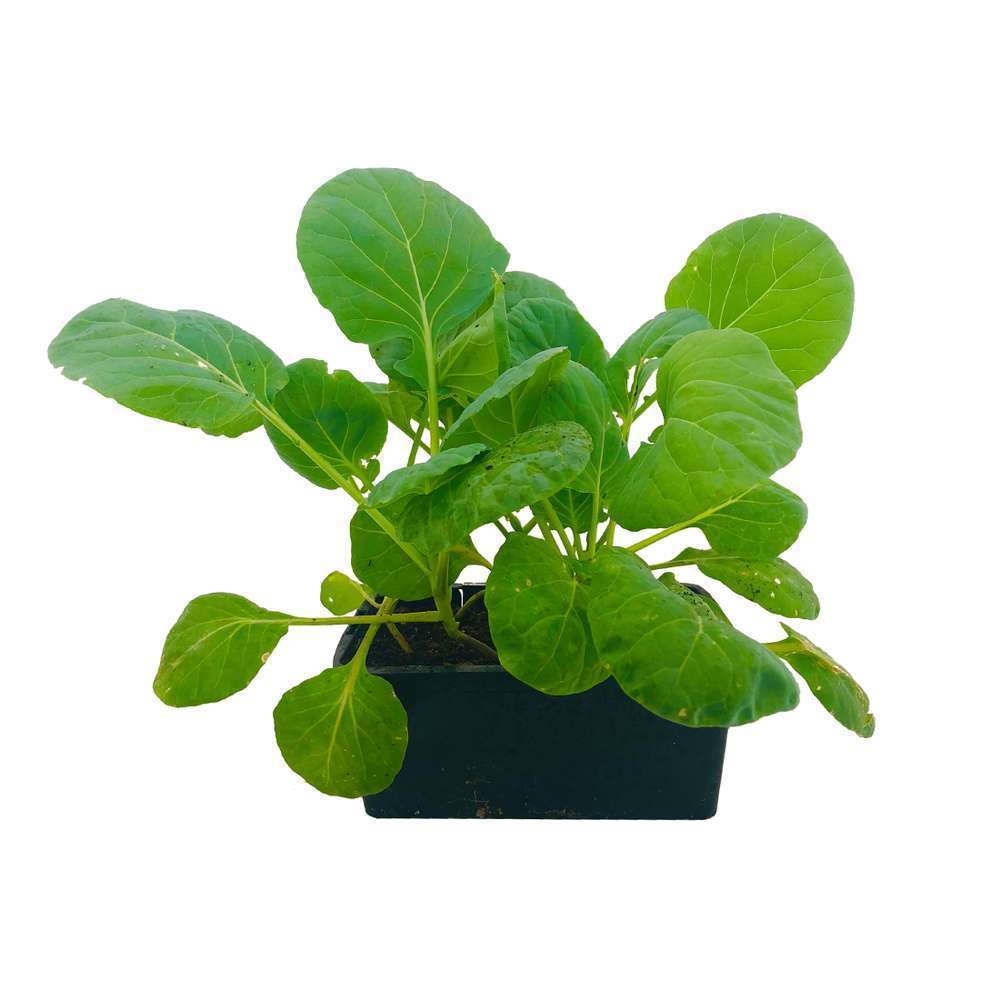 Plants de choux de Bruxelles 'Genius' F1 : barquette de 6 plants | Truffaut