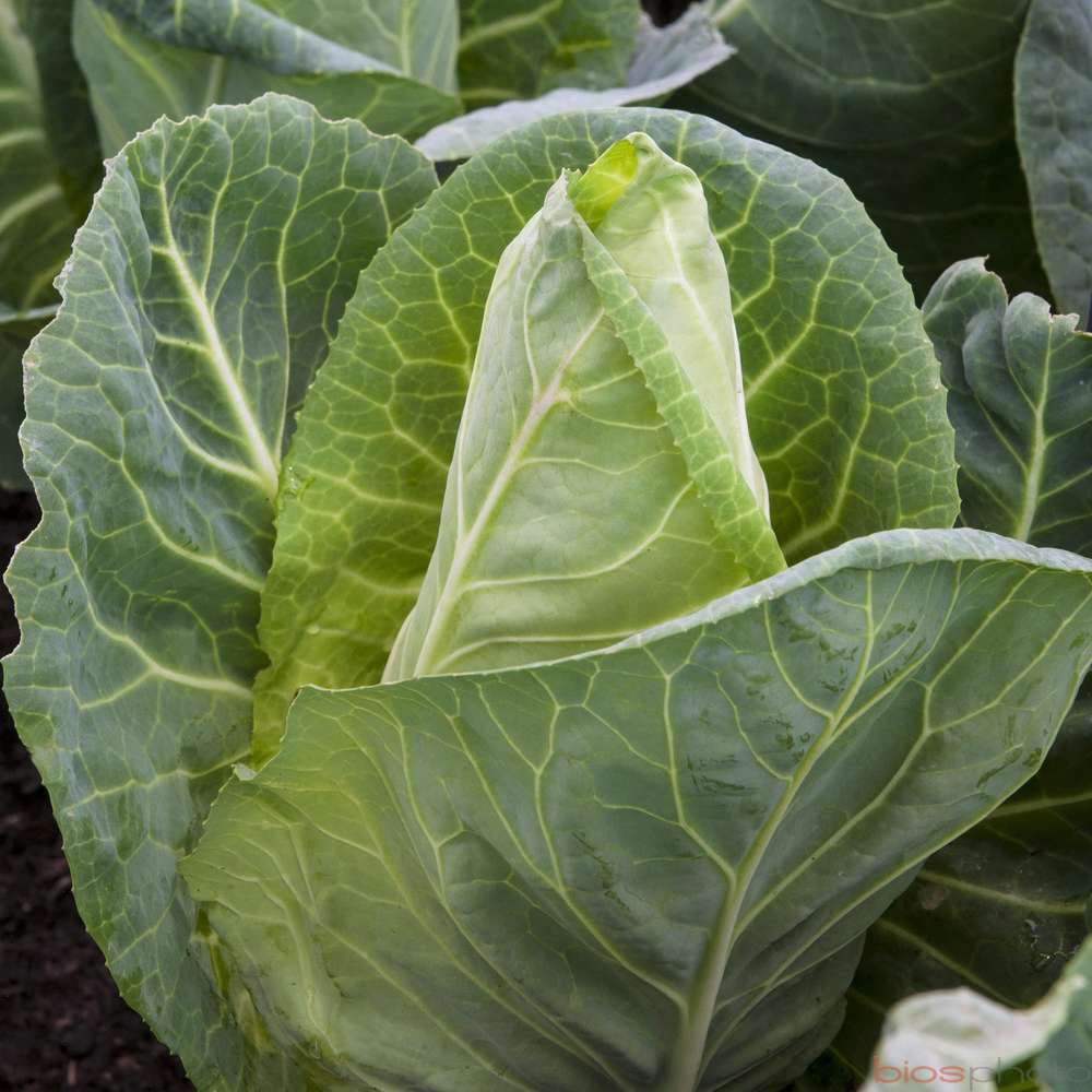 Plants de choux cabus Pointu 'Dutchman' F1 : barquette de 6 plants ...